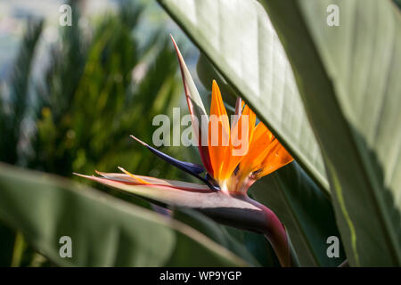 potuguese flowers in a garden at the Douro river, east of Porto in ...