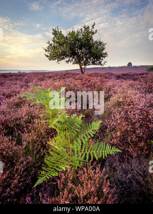 Purple heather in Roydon common in Norfolk during sunrise with pink ...