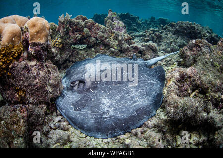 A whitetail stingray, Himantura granulata, lays on the shallow seafloor ...