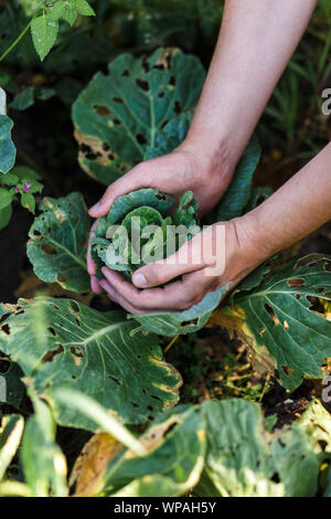 Ill bad cabbage that suffer from disease and insects Stock Photo - Alamy