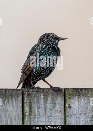 Brightly coloured common starling ( sturnus vulgaris ) perched on a ...