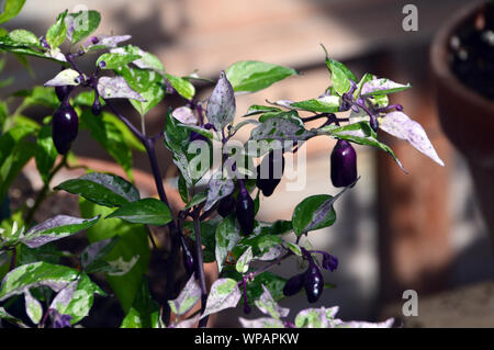 Purple Tiger chilli pepper plant with fruit in UK glasshouse November ...