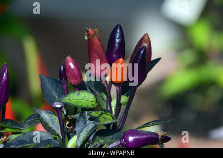 Chilli Pepper (Explosive Ember) grown in a Pot in the Green House at ...