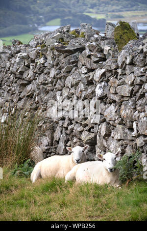 With sheep and drystone walls, an agricultural farming view looking ...