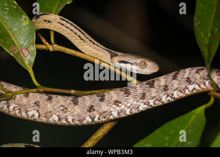 Siamese Cat Snake (Boiga siamensis) in a tree at night in the rain ...