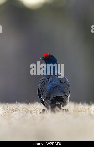Black grouse Tetrao tetrix, adult male, calling at lek site, Kuusamo ...