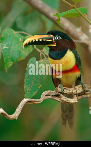Chestnut-eared Aracari in The Pantanal in southern Brazil Stock Photo ...