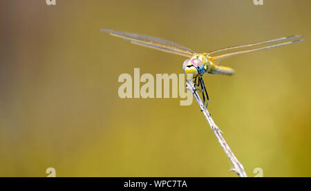 A closeup shot of a flying dragonfly against a blue background Stock ...