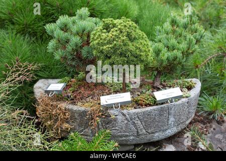 Several dwarf pine trees in marble pots placed in a neat line alongside ...