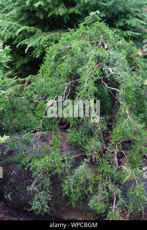 Eastern Red Cedar (Juniperus virginiana Stock Photo - Alamy