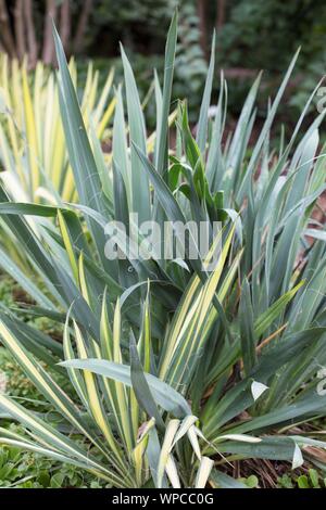 Adams Needle, Yucca Filamentosa, Gardens, Devon, England Stock Photo ...