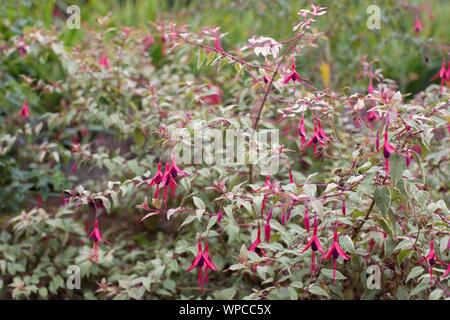 Hardy fuchsia (Fuchsia magellanica 'Variegata' Stock Photo - Alamy