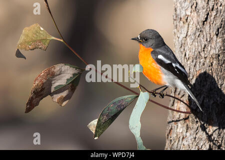 Male Flame Robin (Petroica phoenicea), Woodlands Historic Park ...