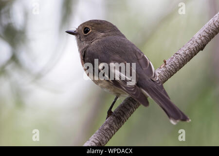 Female Rose Robin (Petroica rosea), Woodlands Historic Park, Greenvale ...