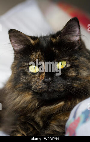 A vertical portrait of a tortoiseshell cat Stock Photo - Alamy