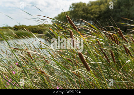 Lesser Bulrush, Typha angustifolia, marginal plant with cattail seed ...