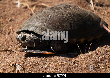 Pan Hinged Terrapin (Pelusios subniger), it typically pulls its head to ...