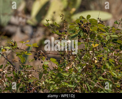 Wester Olivaceous Warbler Stock Photo - Alamy