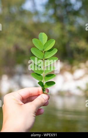Seedling of a Black Locust tree (Robinia pseudoacacia) an invasive ...