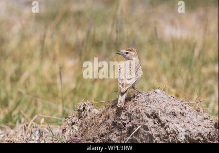 Red-capped Lark (Calandrella cinerea), Nairobi National Park, Kenya ...