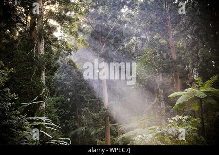 tropical rainforest tree with sun shining through canopy curtain fig ...