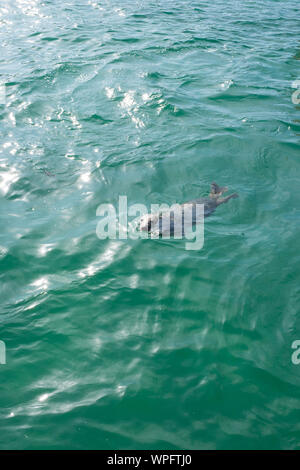 Sammy the seal at St Ives number 3885 Stock Photo - Alamy