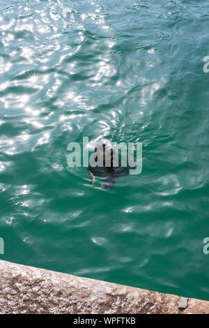 Sammy the Seal Stock Photo - Alamy