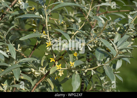 Eleagnus angustifolia "Quicksilver" flowering fragrant ornamental ...