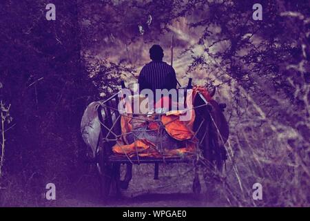 A man riding ox cart on rural road at sunny day in Mandalay, Myanmar ...