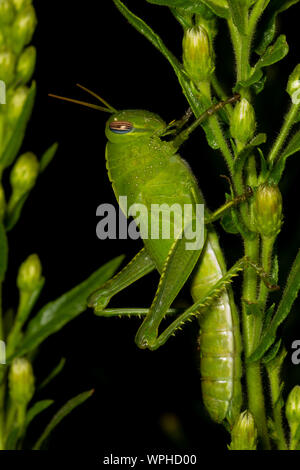Wildlife in Sardinia, Sardegna, Italy Stock Photo - Alamy