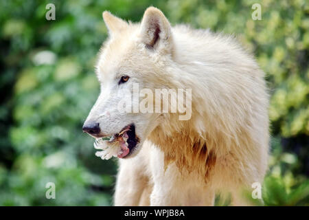 White Arctic Wolf Eating Portrait Side View Stock Photo - Alamy