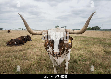 Longhorn cattle on the George Ranch Historical Park, a 20,000-acre ...