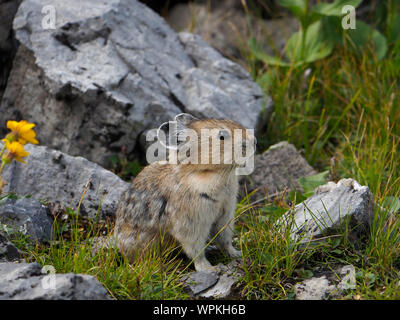 Pika portrait. Pika in Banff National Park, sitting in a talus field ...