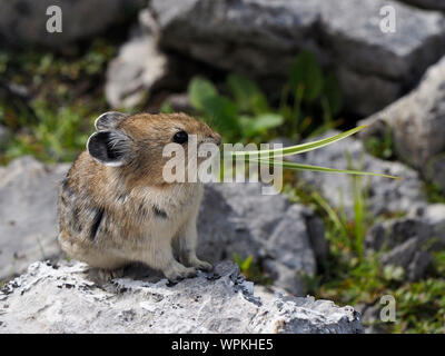 Pika eating grass in a talus field in Banff National Park, Canada Stock ...