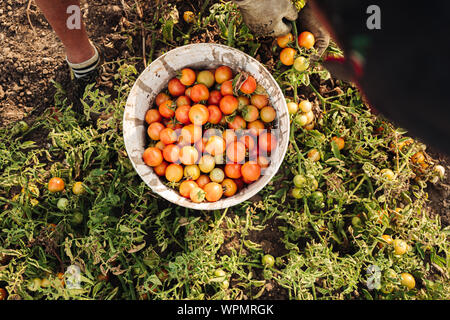 PUGLIA / ITALY - AUGUST 2019: Cultivation of cherry tomatoes in Puglia ...