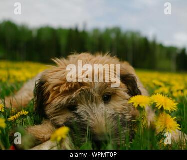 Soft Coated Wheaten Terrier puppy Stock Photo - Alamy
