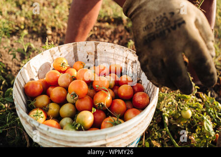 PUGLIA / ITALY - AUGUST 2019: Cultivation of cherry tomatoes in Puglia ...