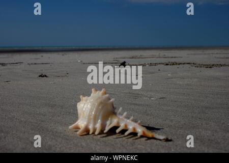 Beautiful Shell on Eighty Mile Beach, Western Australia Stock Photo - Alamy