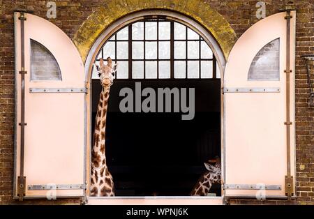 Giraffe looking through the window Stock Photo - Alamy