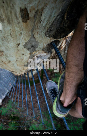 Gloucester Tree, 58m high, second tallest fire lookout, Pemberton ...