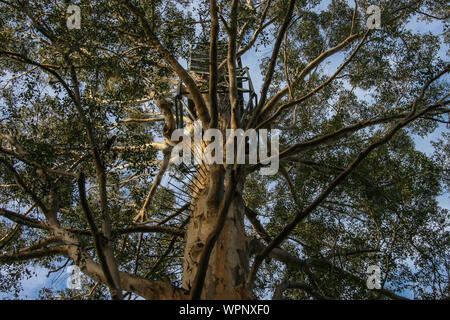 Gloucester Tree, 58m high, second tallest fire lookout, Pemberton ...