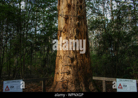 Gloucester Tree, 58m high, second tallest fire lookout, Pemberton ...
