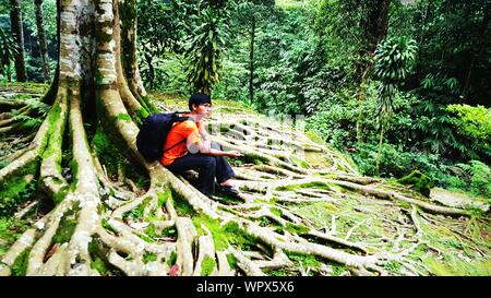 Man sitting on tree roots in woods Stock Photo - Alamy