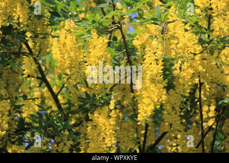 Yellow flowers hanging from tree Stock Photo - Alamy