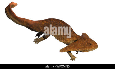 Diplocaulus salamandroides, a prehistoric animal from the Paleozoic ...