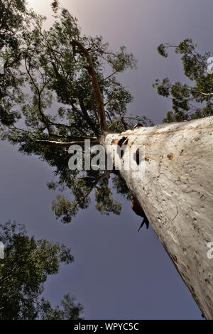 Gum tree, looking up the trunk into the branches of a Eucalyptus tree ...