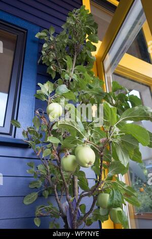 Garden Apple in container Stock Photo - Alamy