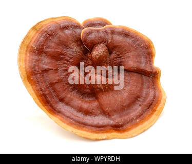 Dried lingzhi mushroom with leaf isolated on white background Stock ...