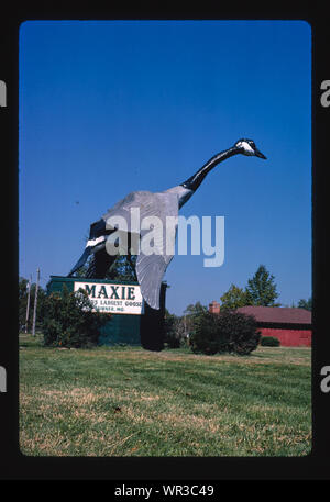 Maxie - World's Largest Goose Stock Photo - Alamy
