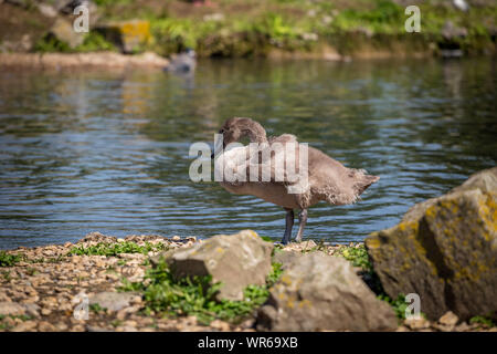 Mute Swan Cygnet at Slimbridge Stock Photo - Alamy
